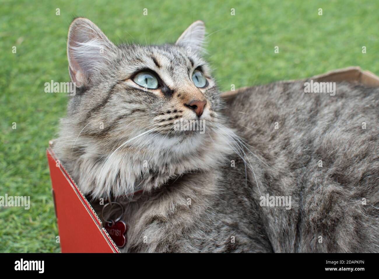beautiful cat isolated Stock Photo - Alamy