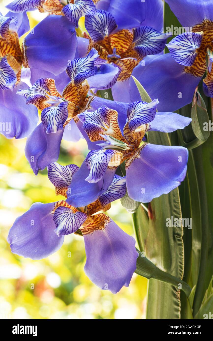 Group beautiful blue iris hi-res stock photography and images - Alamy