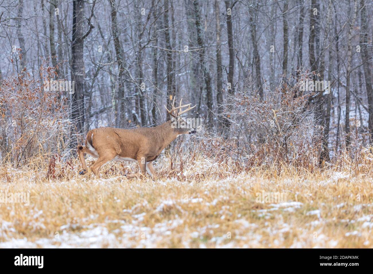 Mature white-tailed buck during the rut in northern Wisconsin Stock ...
