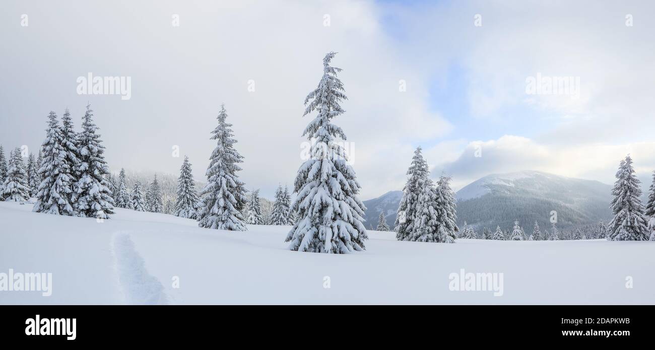 Winter landscape. Spectacular panorama is opened on mountains, trees ...