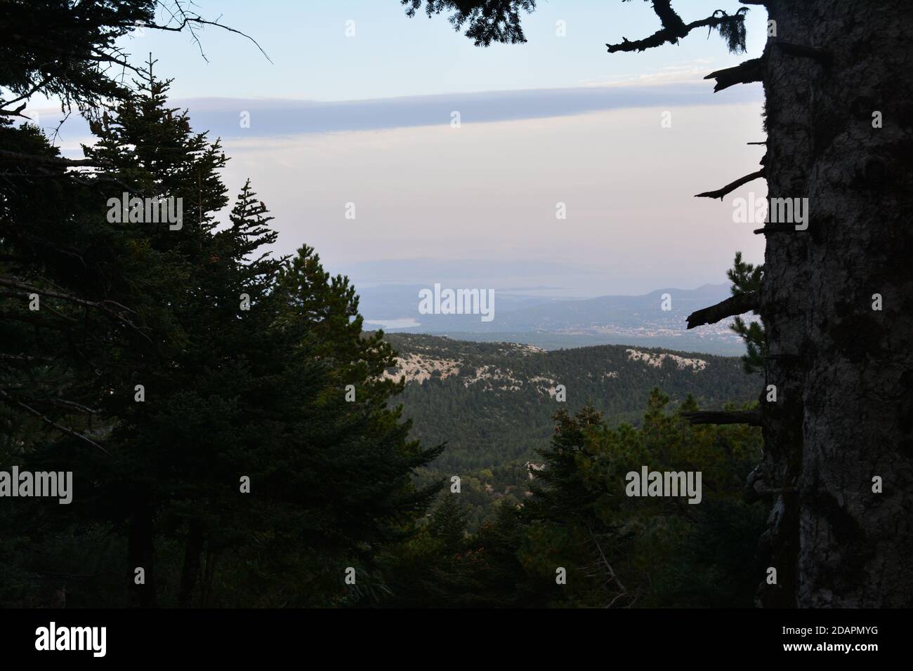 Open forest sky view hi-res stock photography and images - Alamy