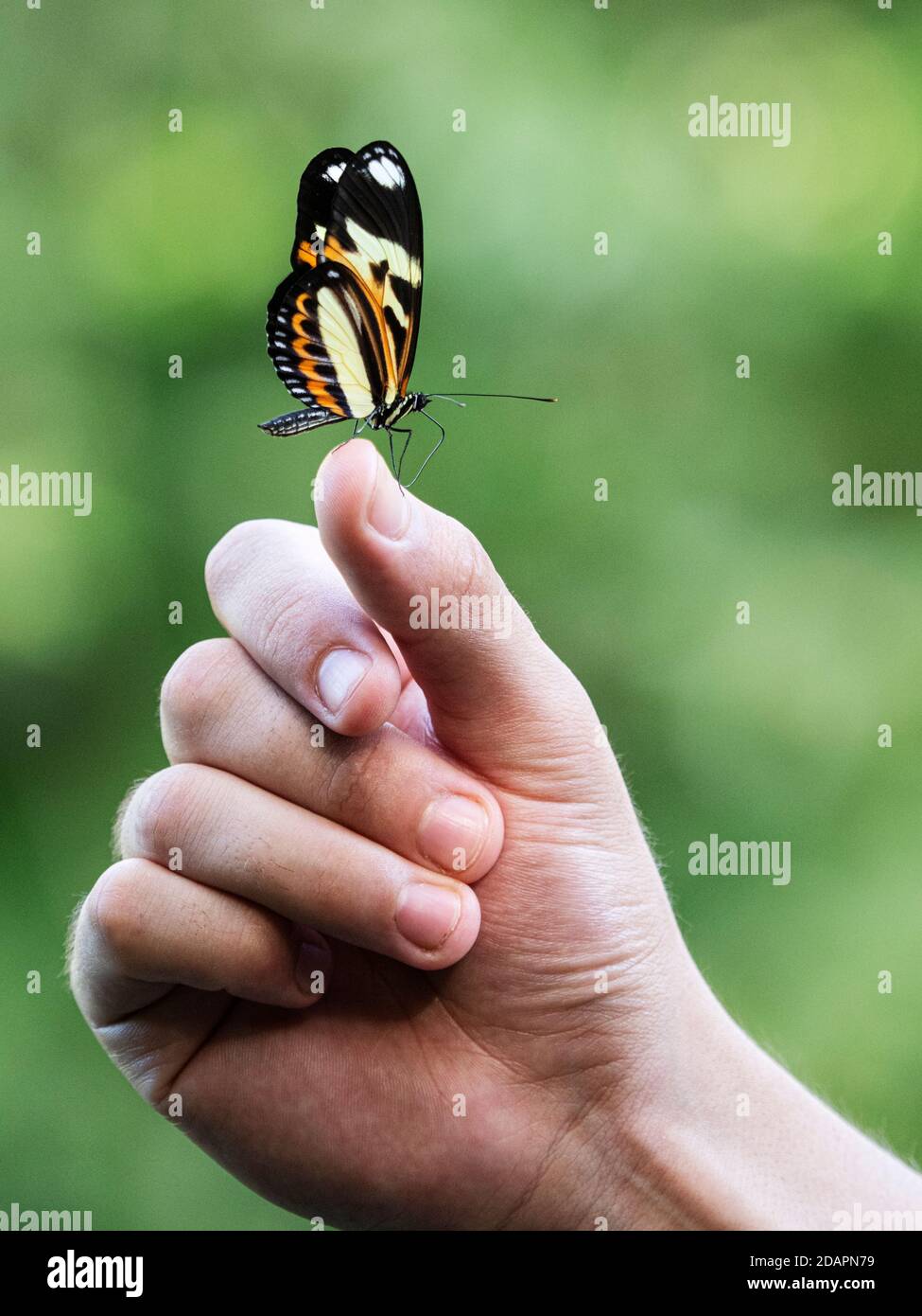 Argentina butterfly hi-res stock photography and images - Alamy