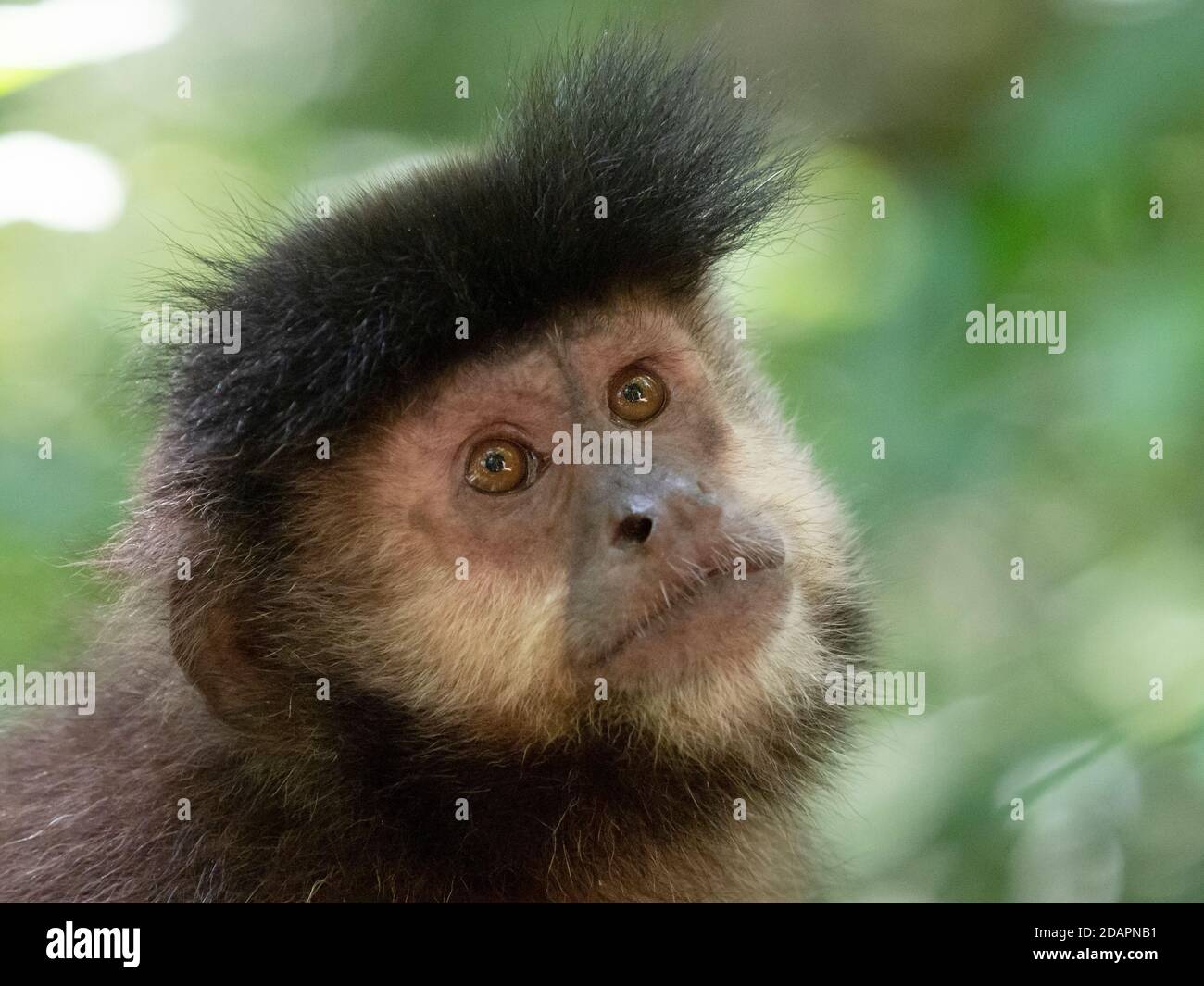 A black capuchin, Sapajus nigritus, Iguazú Falls, Misiones Province ...