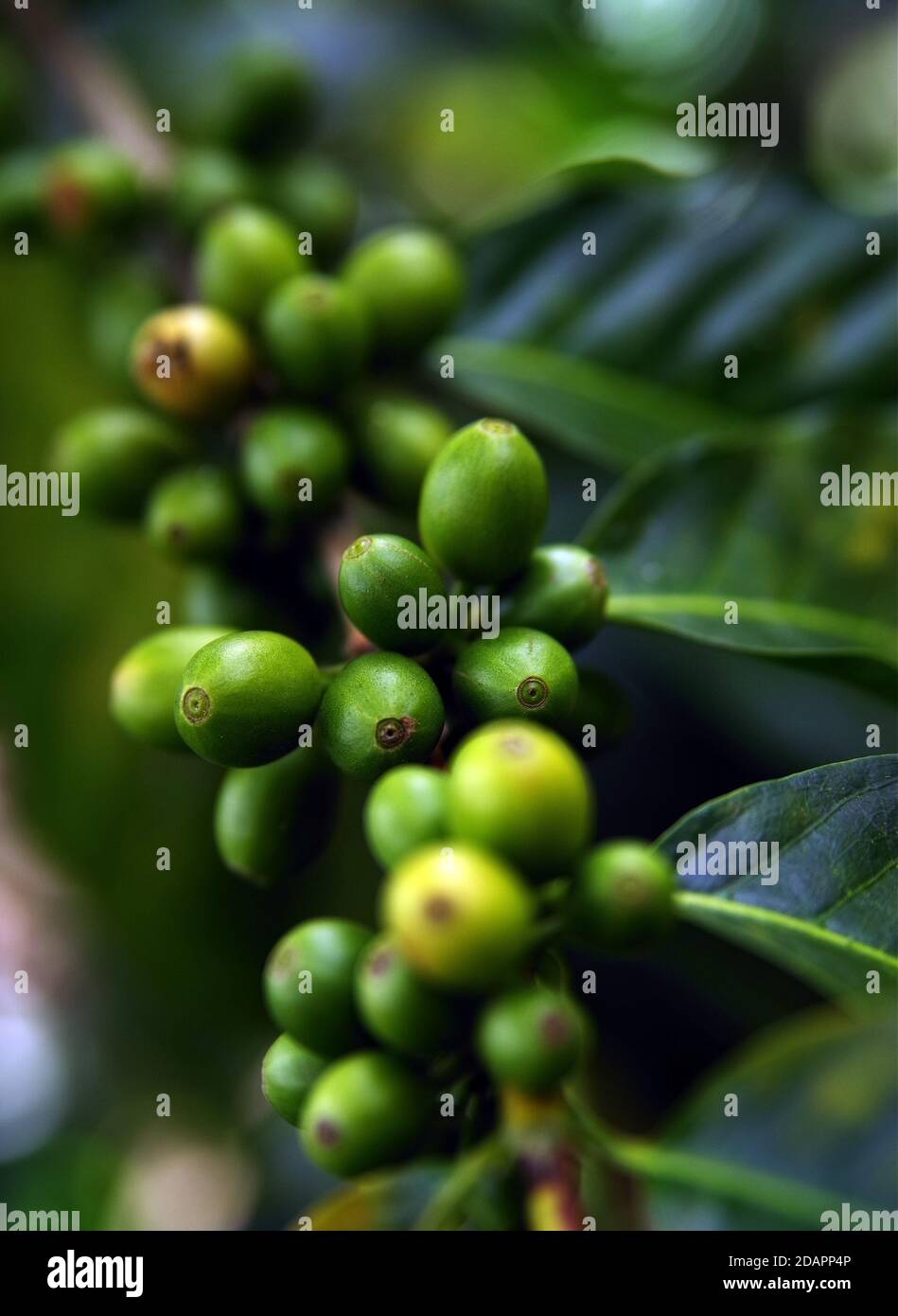 Closeup of red coffee beans hi-res stock photography and images - Alamy