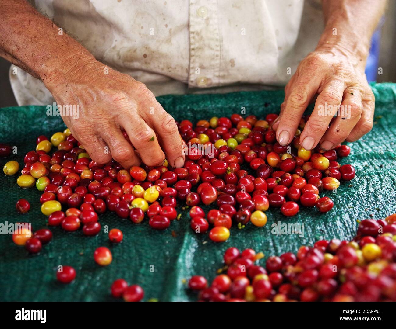 Coffee beans selection in Quindio coffee cultures, Colombia, South ...