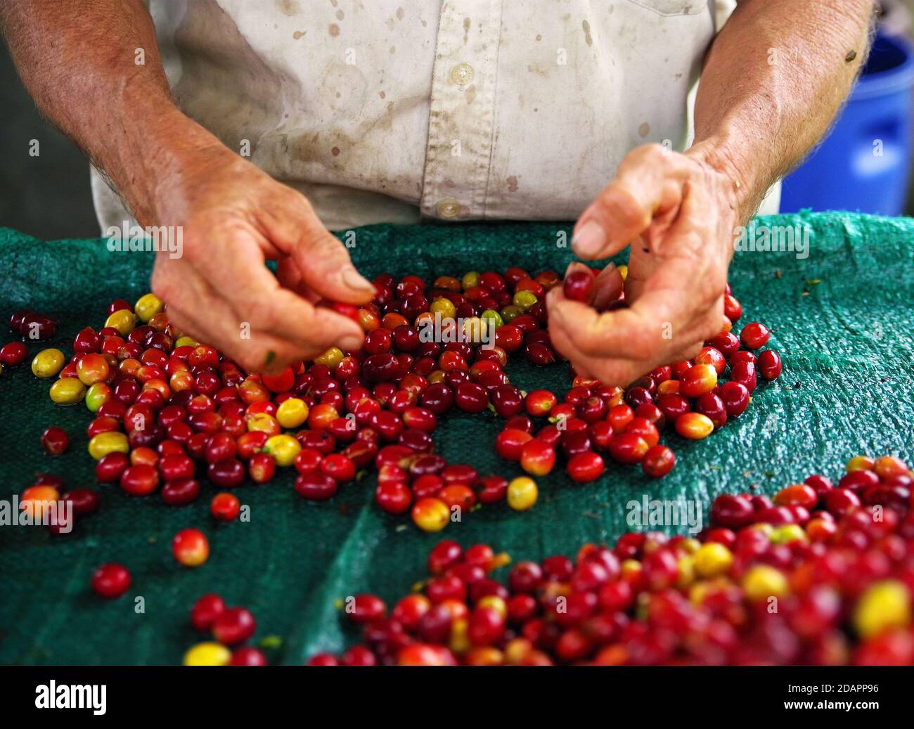 Coffee beans selection in Quindio coffee cultures, Colombia, South ...
