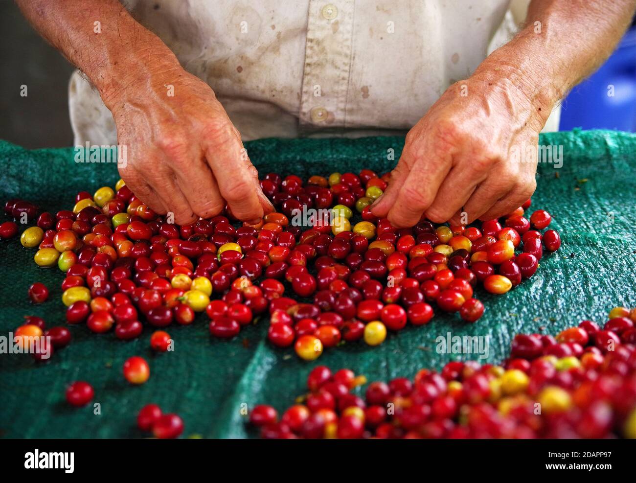 Coffee beans selection in Quindio coffee cultures, Colombia, South ...