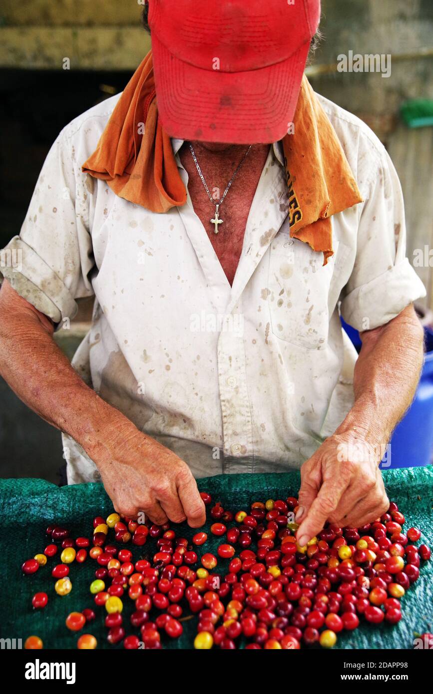 Coffee beans selection in Quindio coffee cultures, Colombia, South ...