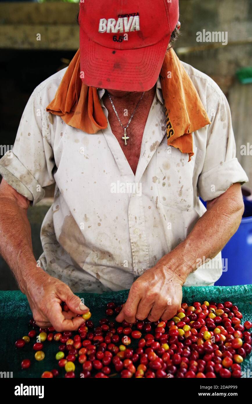 Coffee beans selection in Quindio coffee cultures, Colombia, South ...