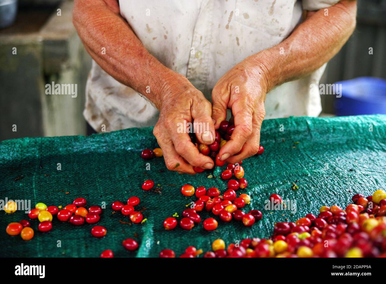 Coffee beans selection in Quindio coffee cultures, Colombia, South ...