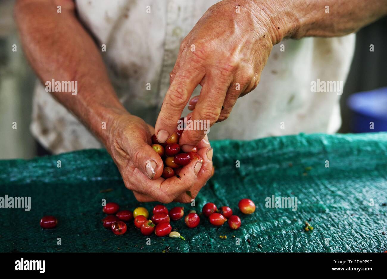 Coffee beans selection in Quindio coffee cultures, Colombia, South ...