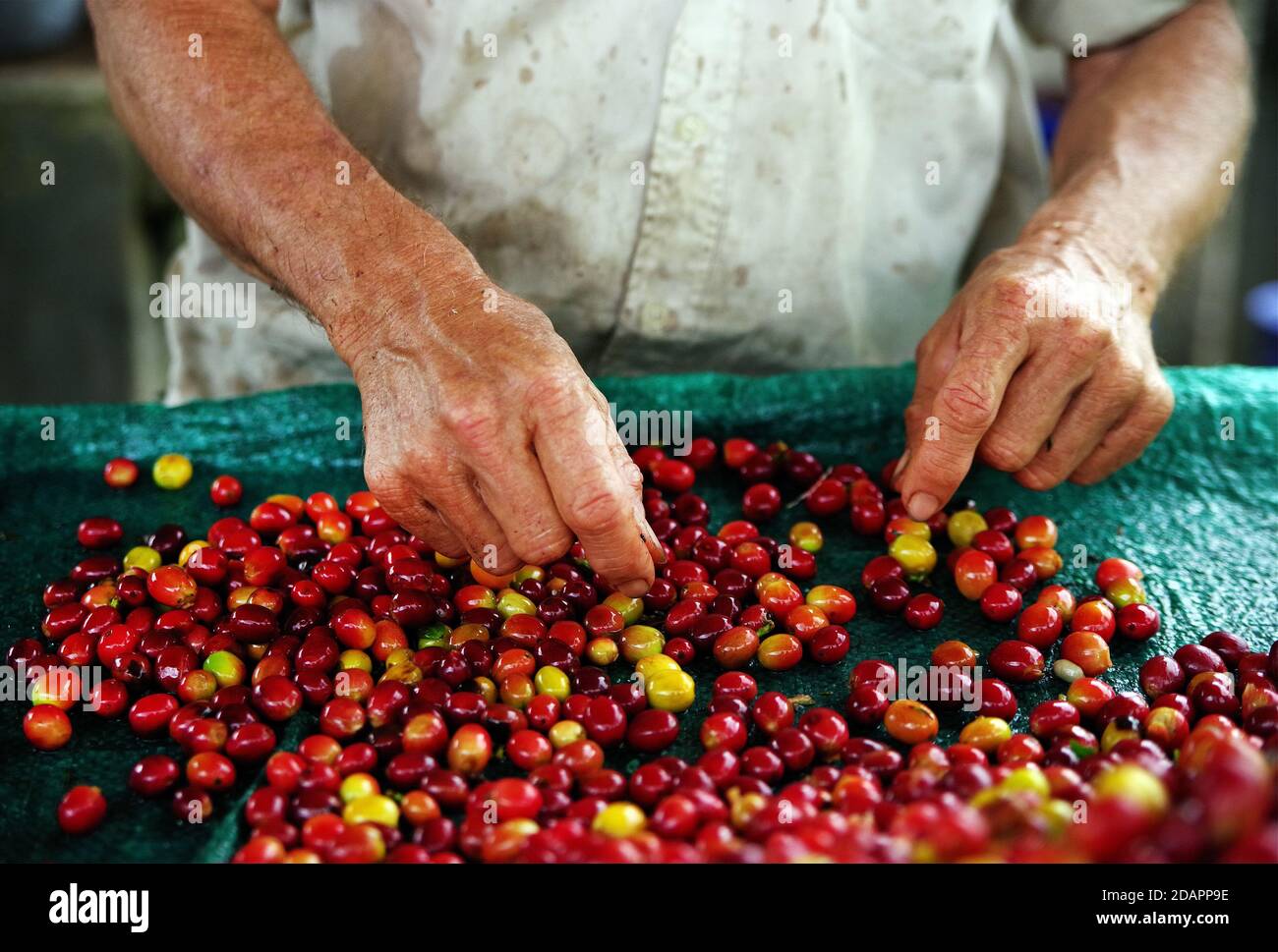 Coffee beans selection in Quindio coffee cultures, Colombia, South ...