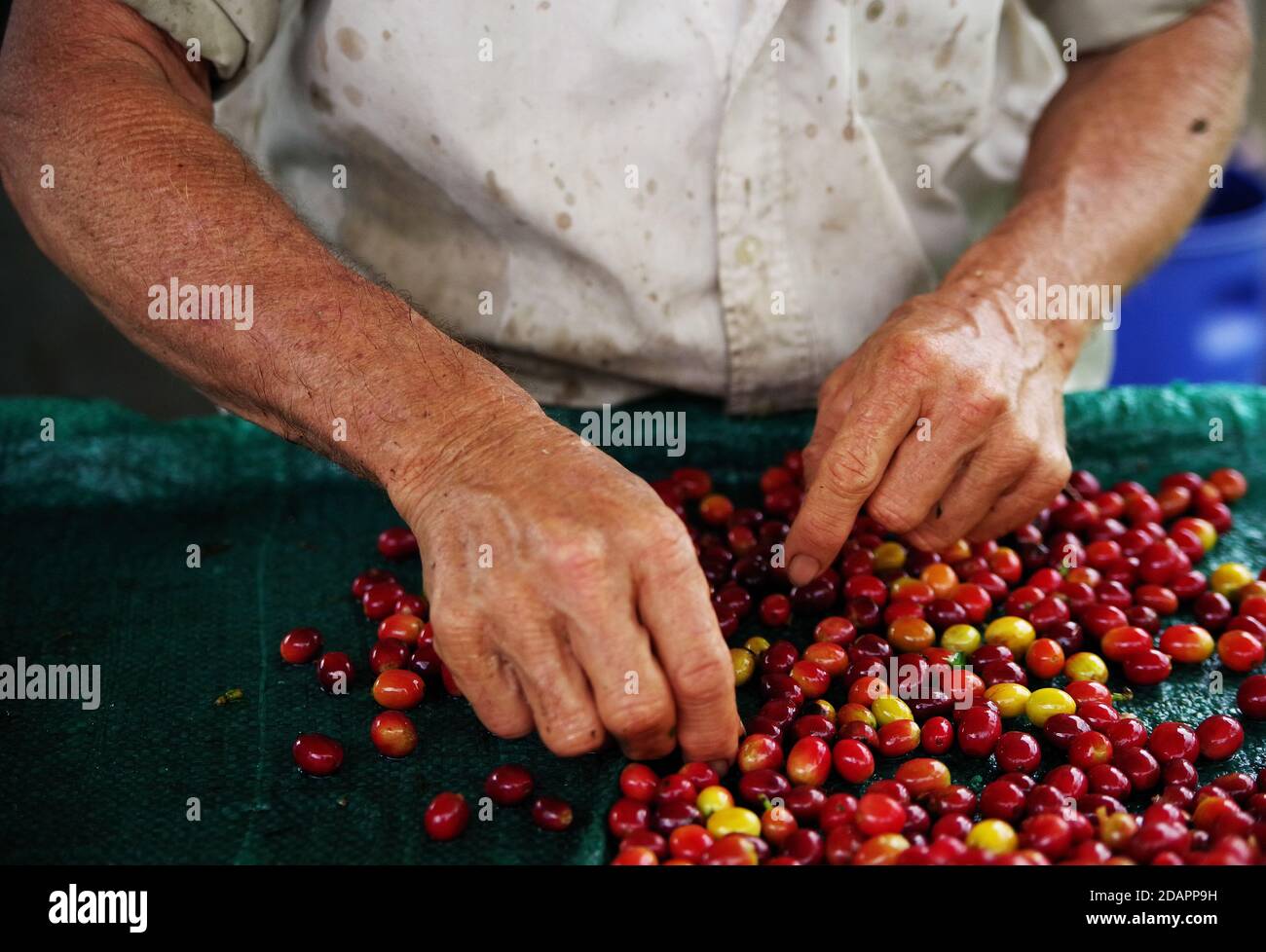 Coffee beans selection in Quindio coffee cultures, Colombia, South ...
