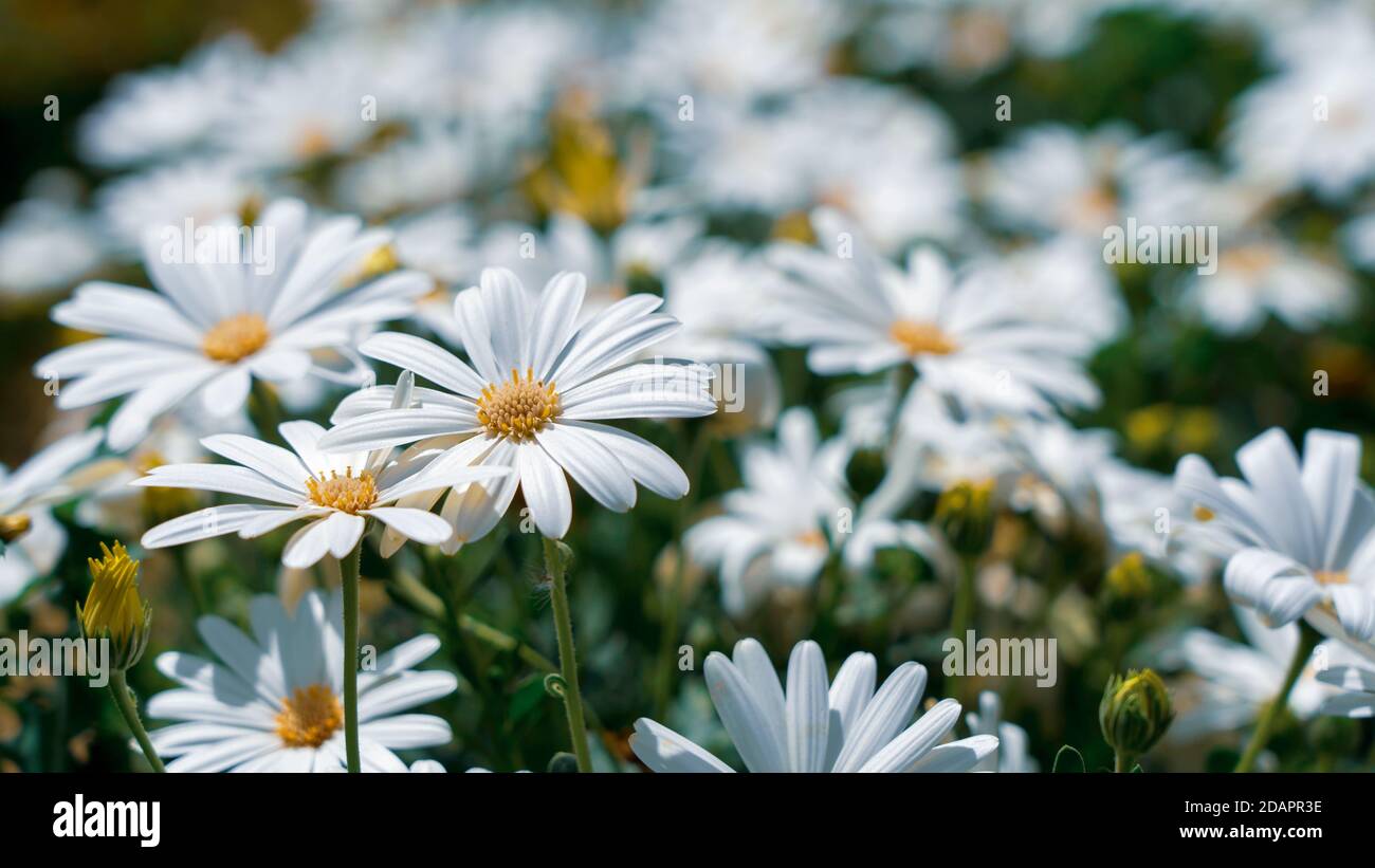 my beautiful daisy Stock Photo - Alamy