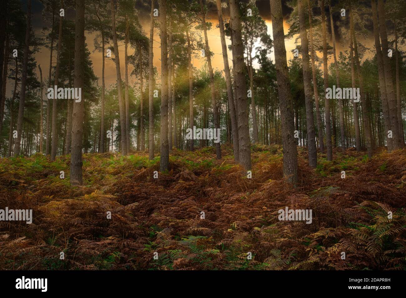 Tall straight pine trees hi-res stock photography and images - Alamy