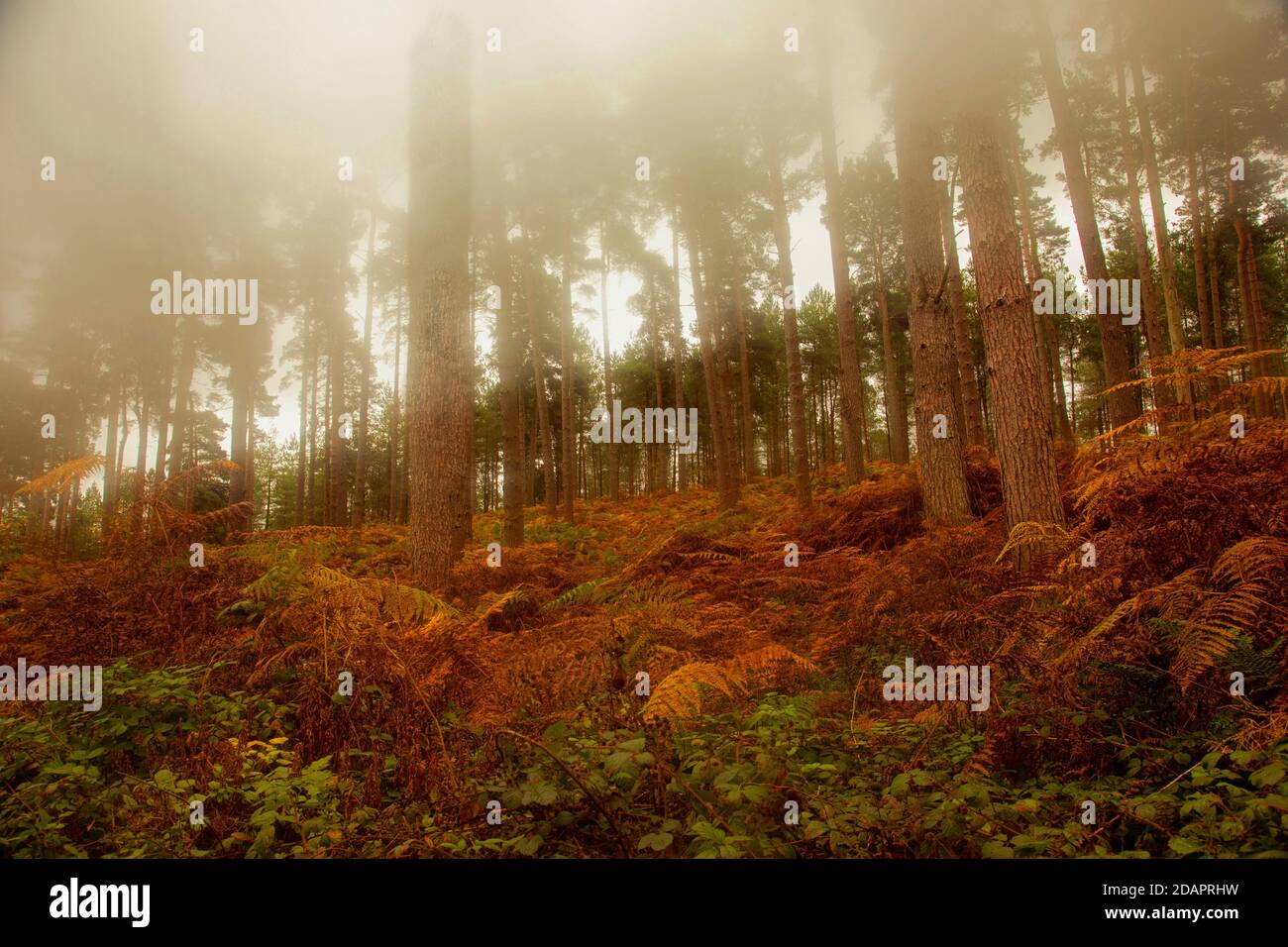 Landscape of tall straight pine trees in Autumn Stock Photo - Alamy