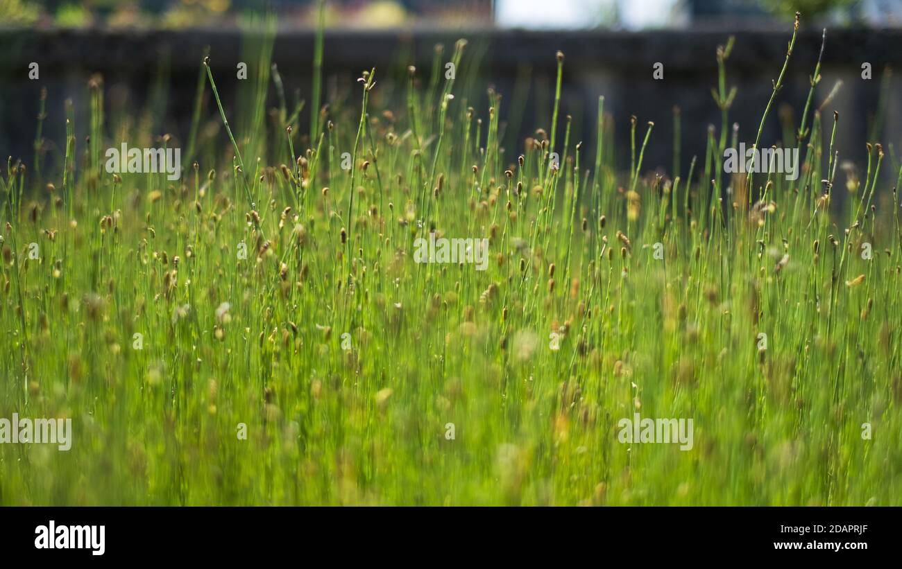 Closeup shot of growing plants in the greenery at daytime Stock Photo ...