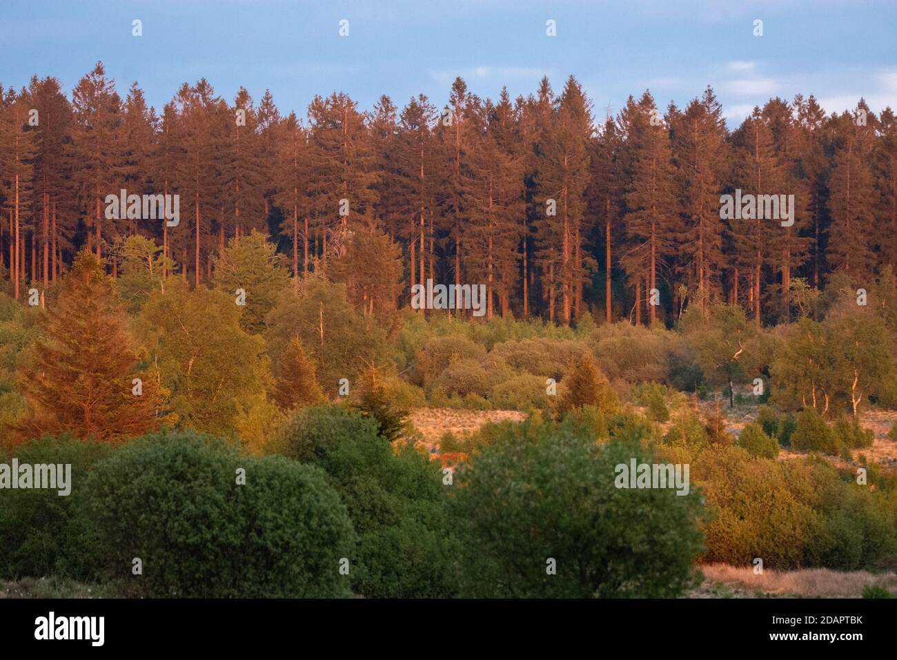 Les Hautes-Fagnes, province de Liège, Belgique Stock Photo - Alamy