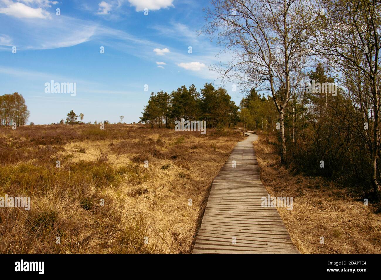 Les Hautes-Fagnes, province de Liège, Belgique Stock Photo - Alamy
