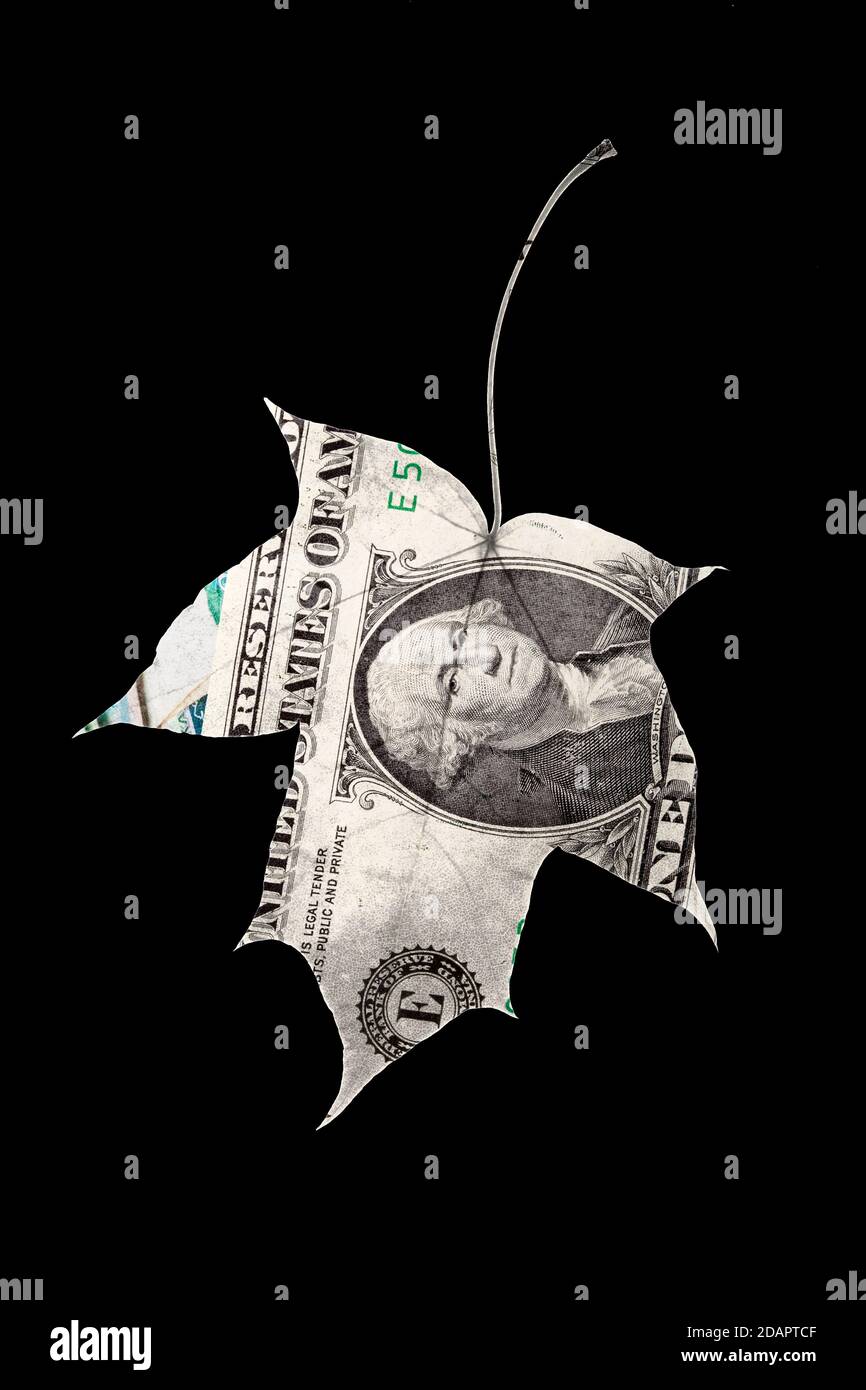 American dollar leaf shape isolated on black background Stock Photo - Alamy