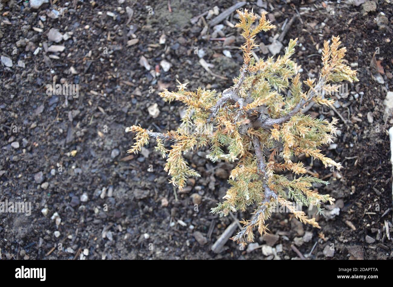 A small bonsai tree planted in the ground Stock Photo - Alamy