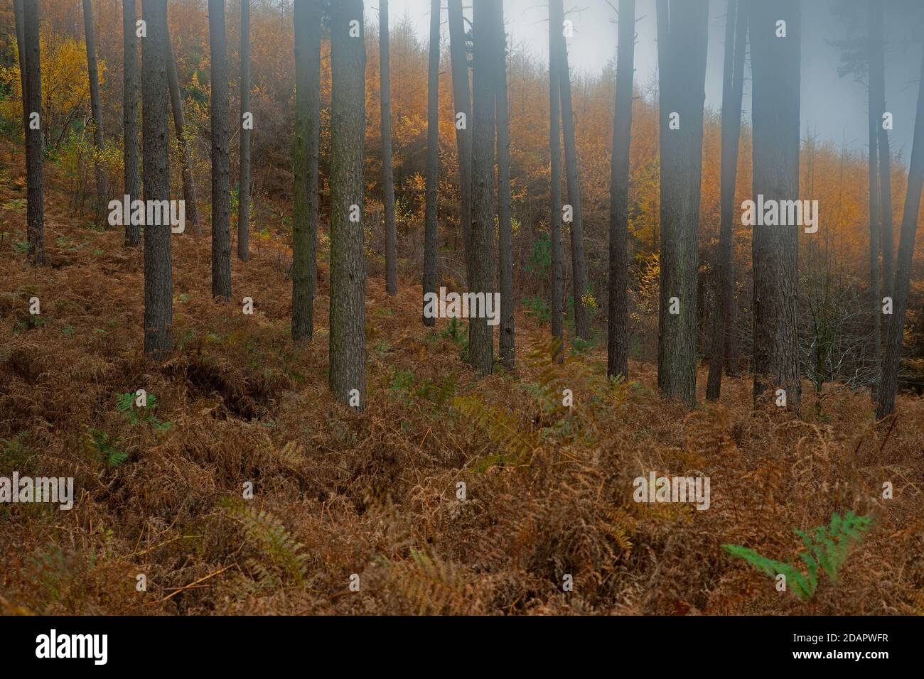 Landscape of tall straight pine trees in Autumn Stock Photo - Alamy