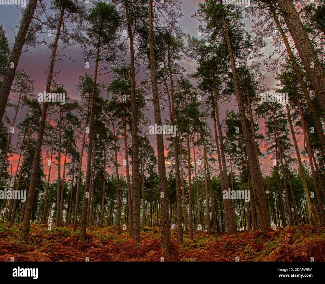 Tall straight hi-res stock photography and images - Alamy