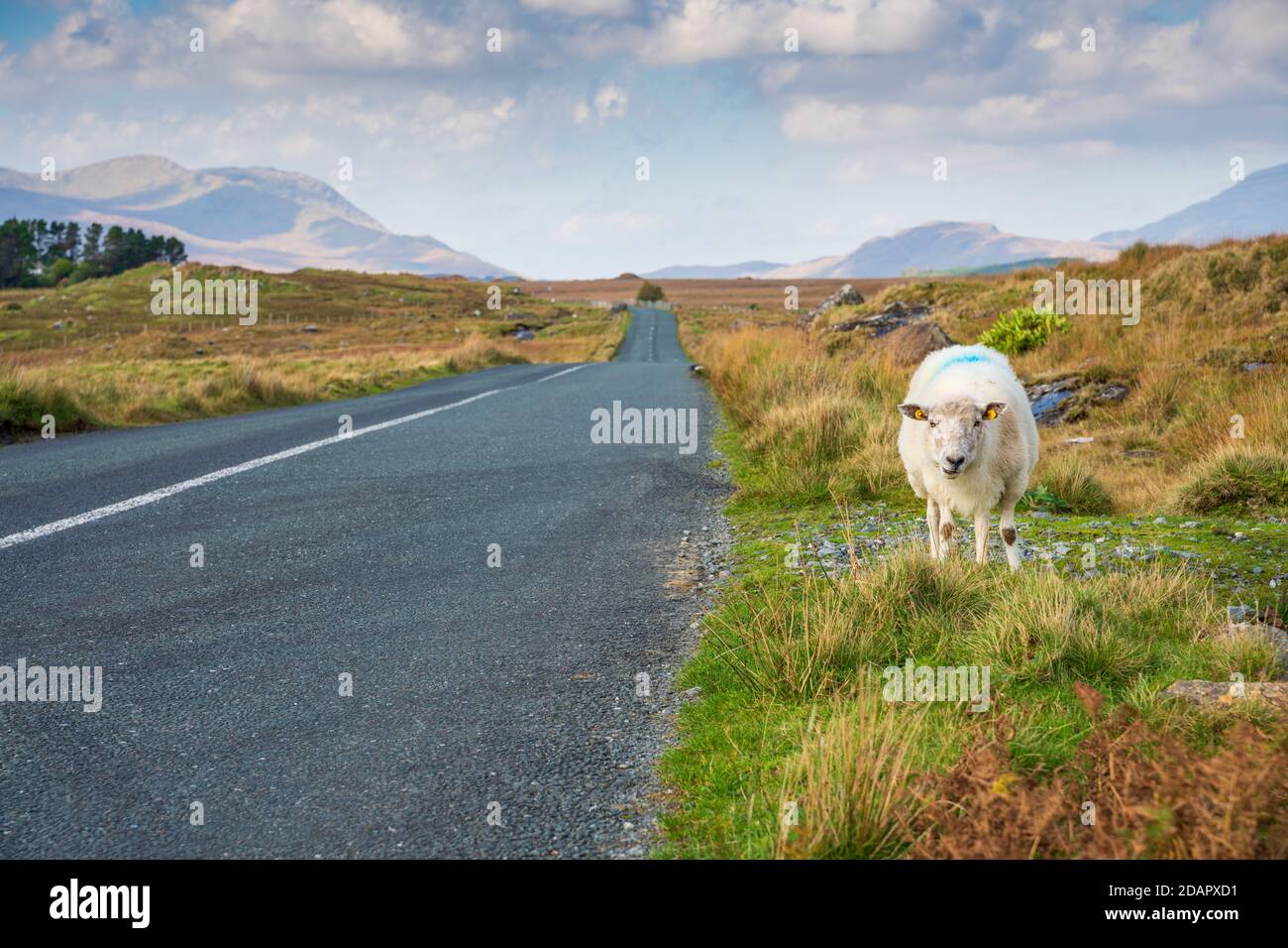 The sheep own the roads n the drive from Galway to Roundstone, Ireland ...