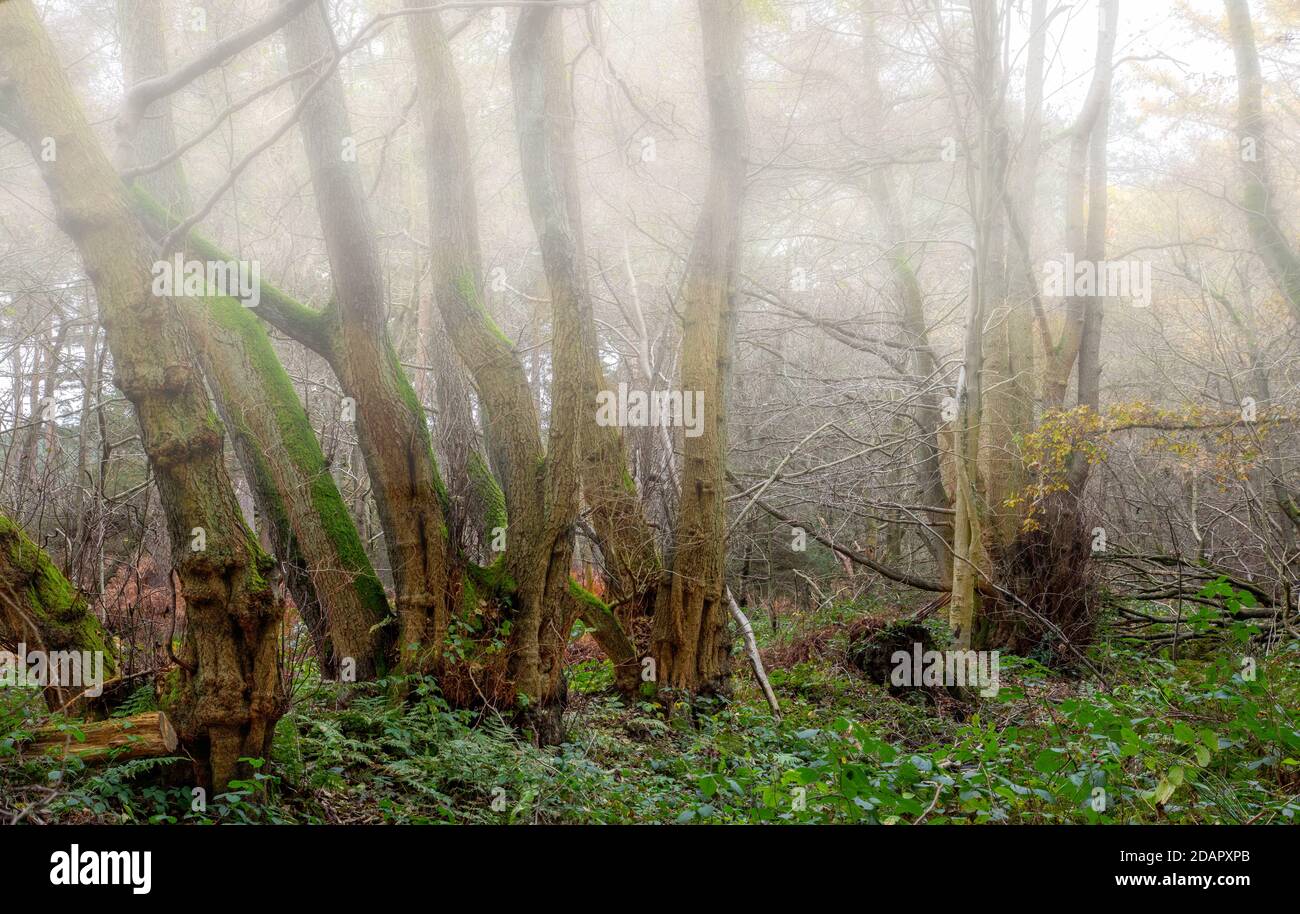 Landscape of tall straight pine trees in Autumn Stock Photo - Alamy