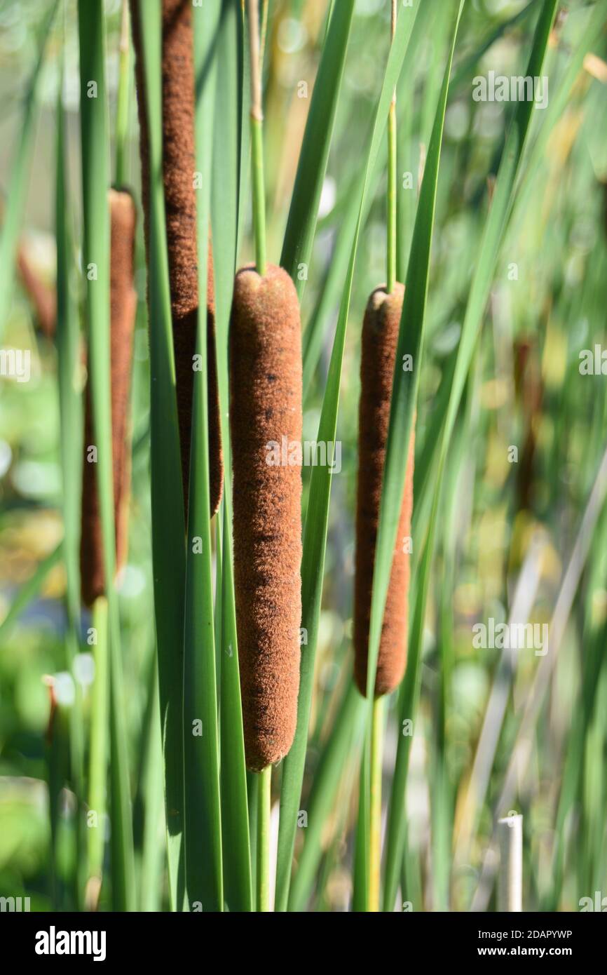 Cattails hi-res stock photography and images - Alamy