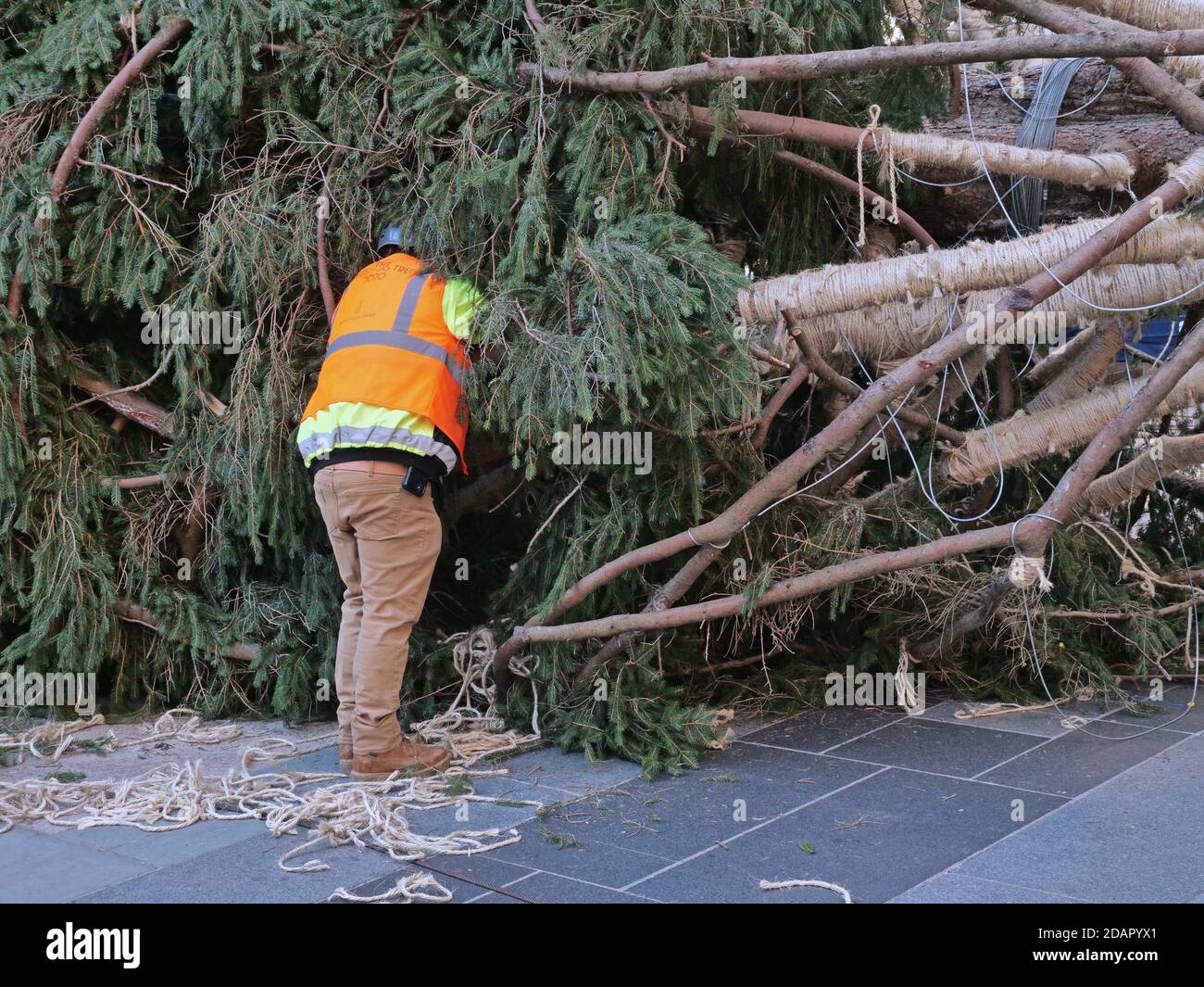New York, New York, USA. 14th Nov, 2020. 75 foot tall Norway Spruce ...