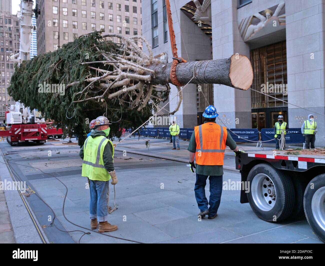 Milo tree hi-res stock photography and images - Alamy
