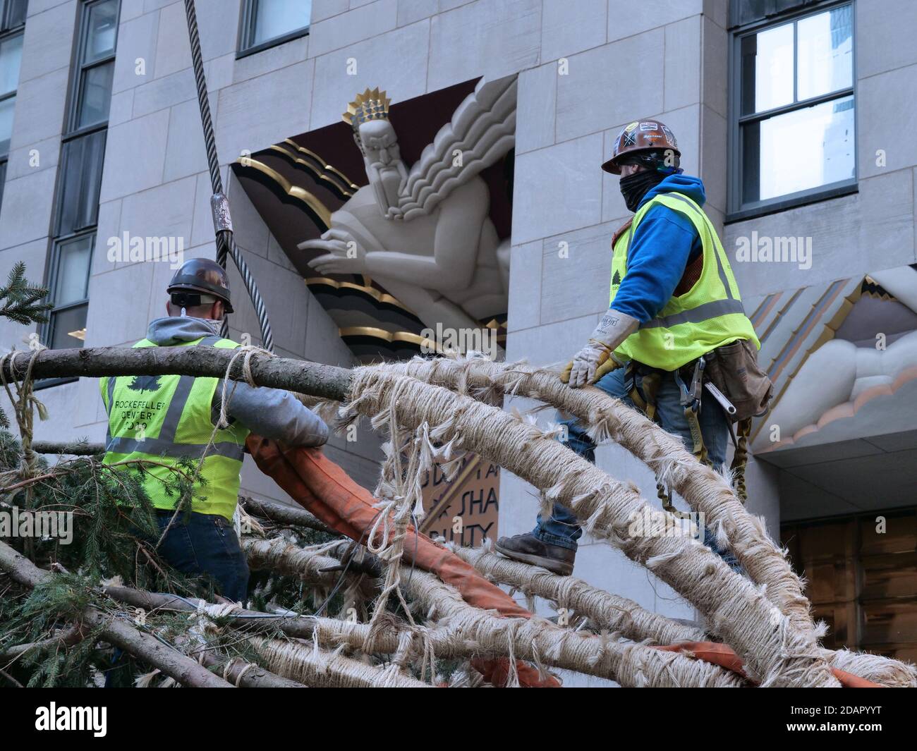 New York, New York, USA. 14th Nov, 2020. 75 foot tall Norway Spruce ...