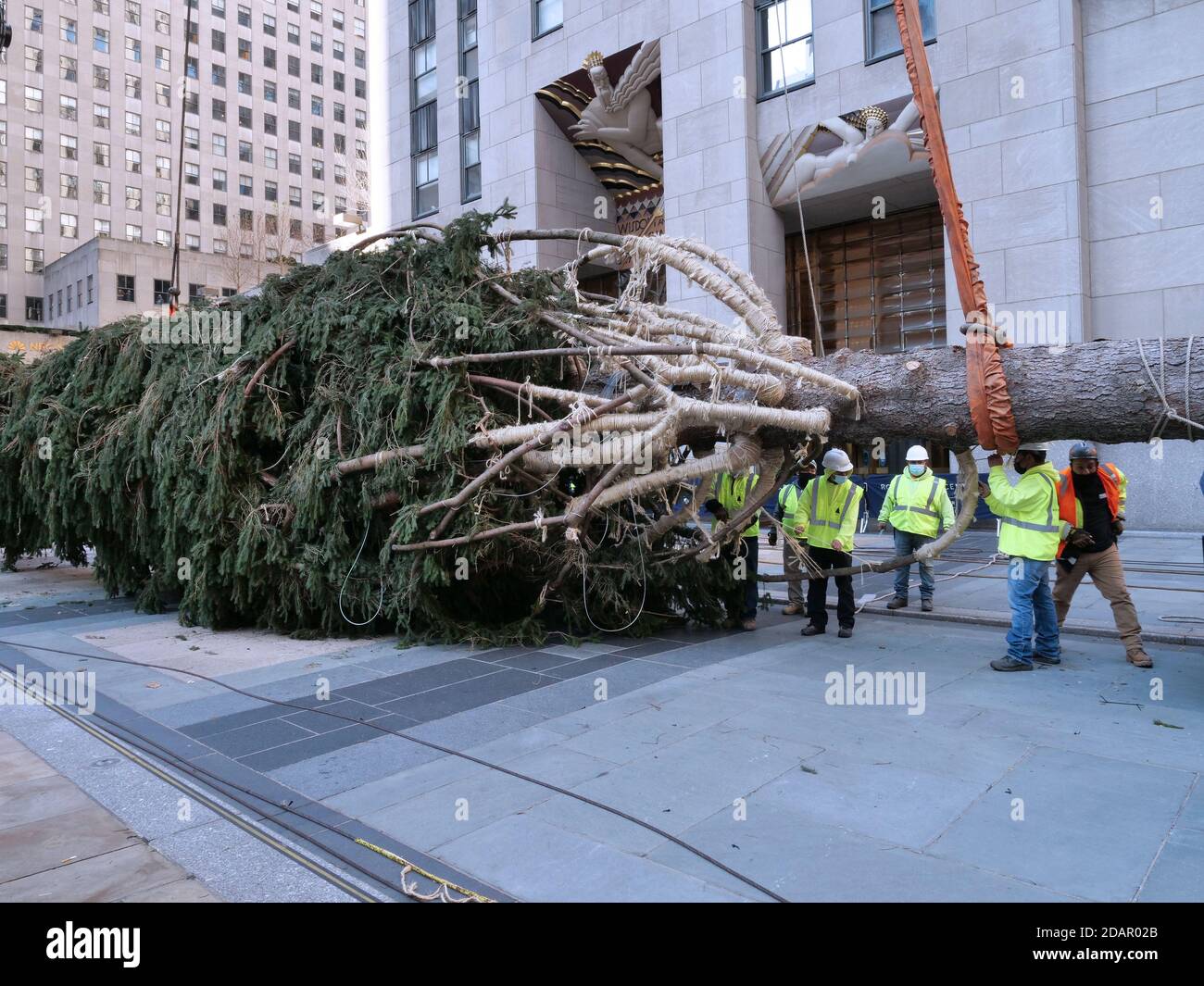 New York, New York, USA. 14th Nov, 2020. 75 foot tall Norway Spruce ...