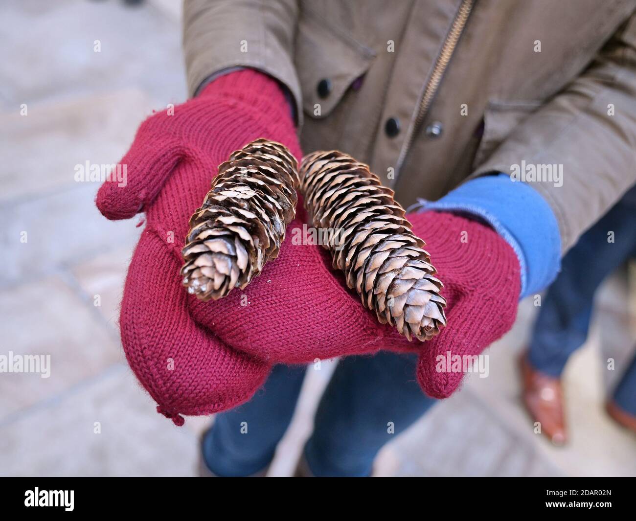 New York, New York, USA. 14th Nov, 2020. 75 foot tall Norway Spruce ...