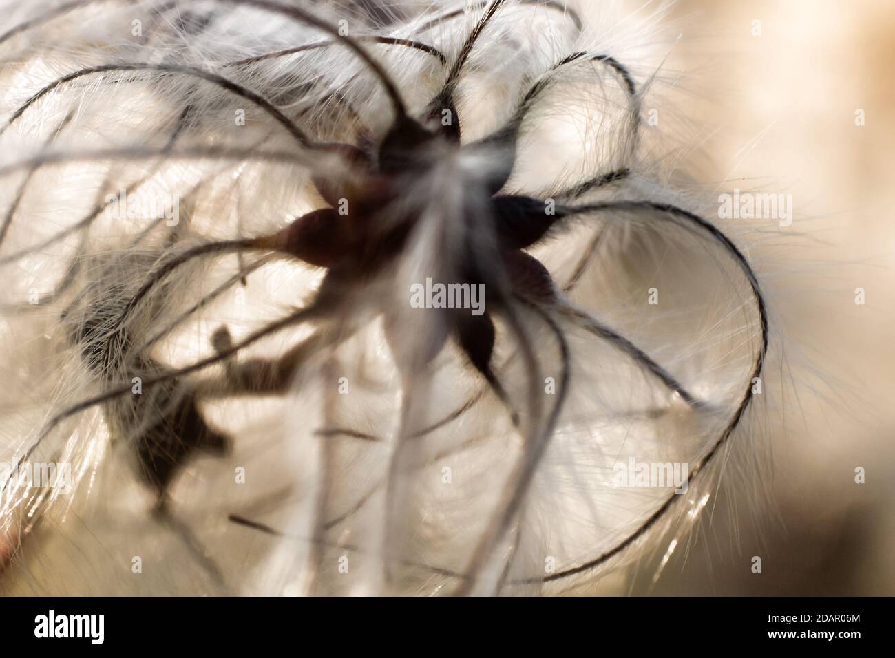 Pappus (fruits) plants look like delicate feathers, like Scorzonera ...