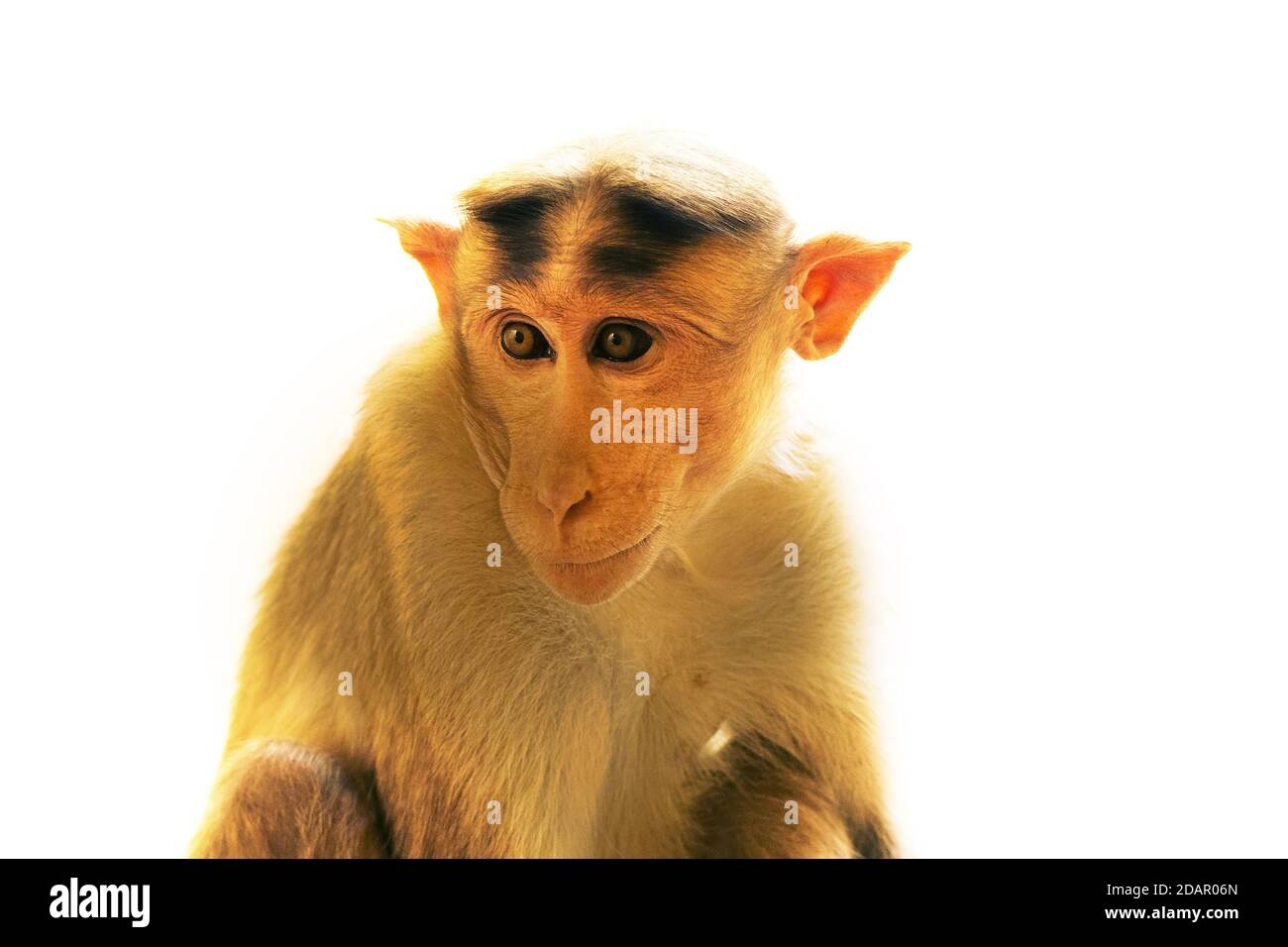Monkey as mirror of human emotions: I am a good boy (honest eyes ...