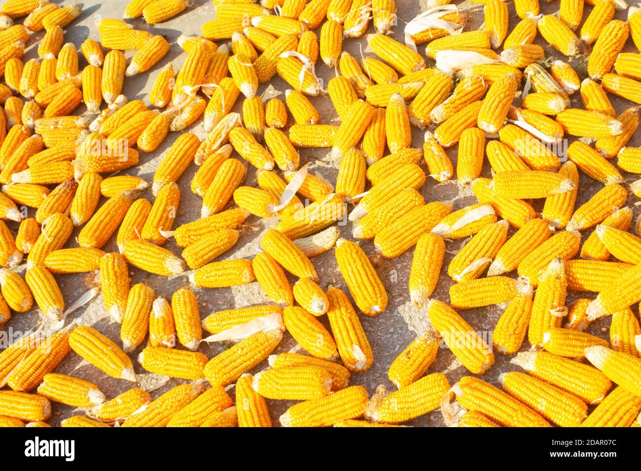 Corn to dry under rays of southern sun. Life of small farms in Asia ...