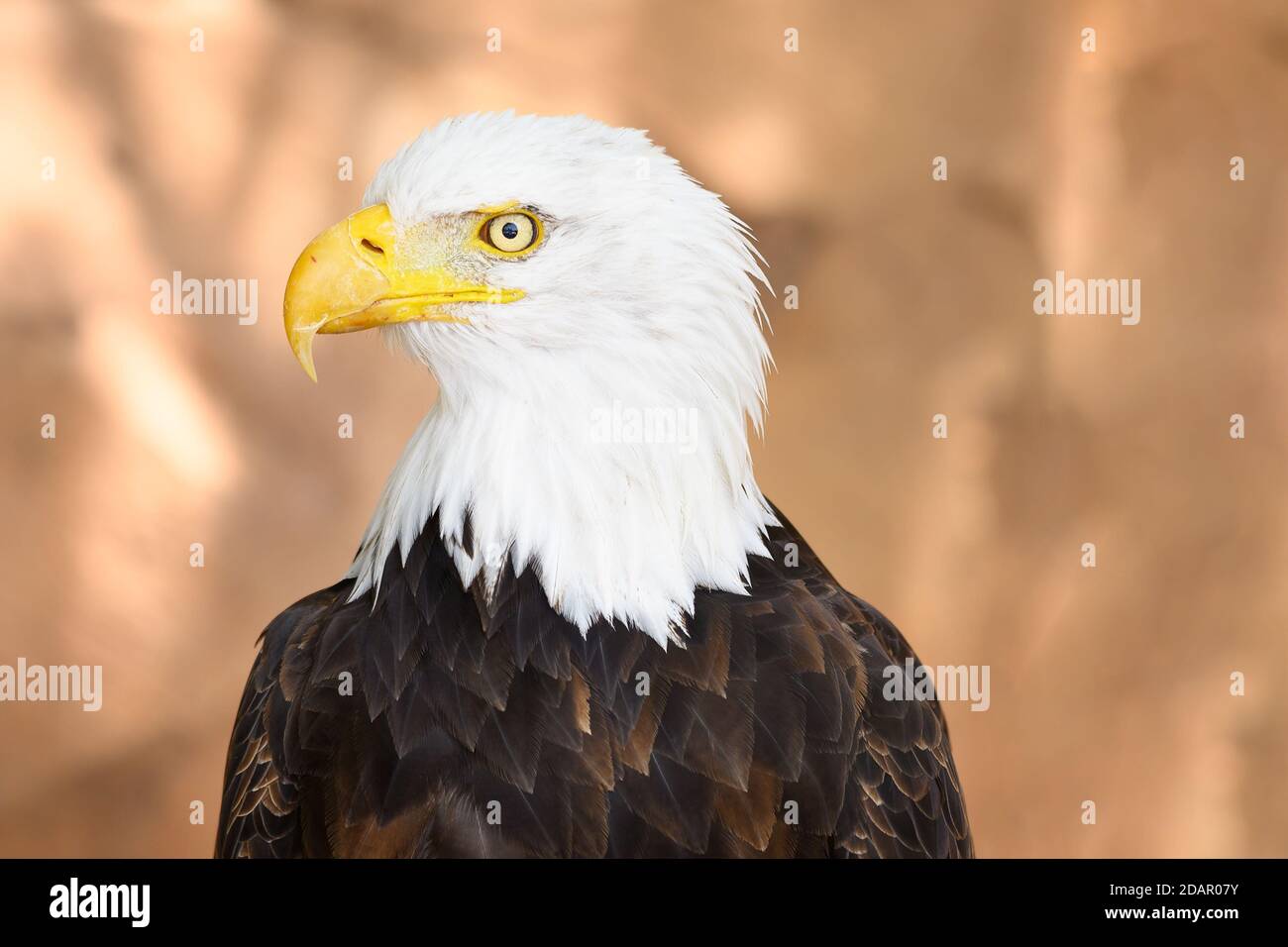 Close up on the face of a Bald Eagle in natural environment. High ...