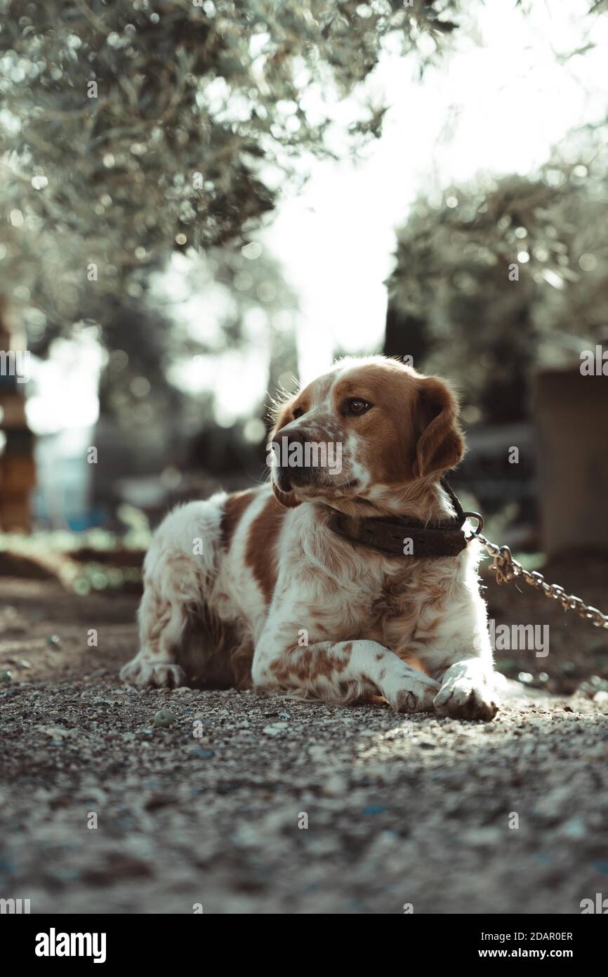 Cute brown and white hunting dog lying on the ground Stock Photo - Alamy