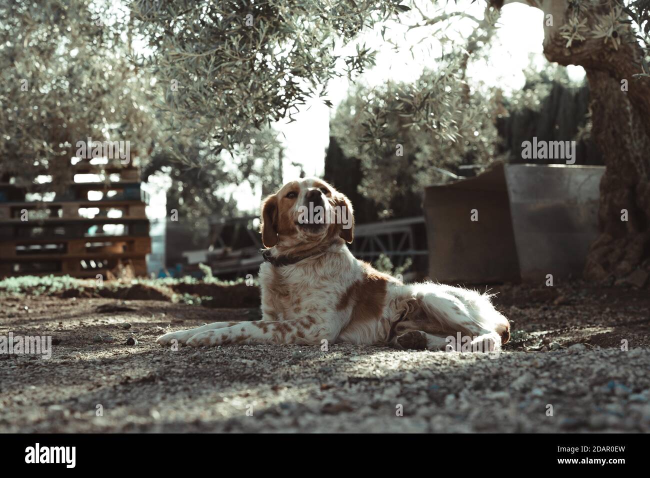 Hunting dog are barking dog hi-res stock photography and images - Alamy