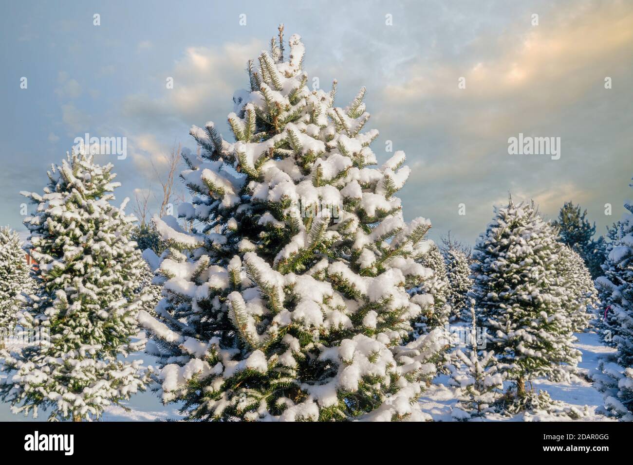 Balsam fir at a Christmas tree farm covered in a blanket of snow Stock ...