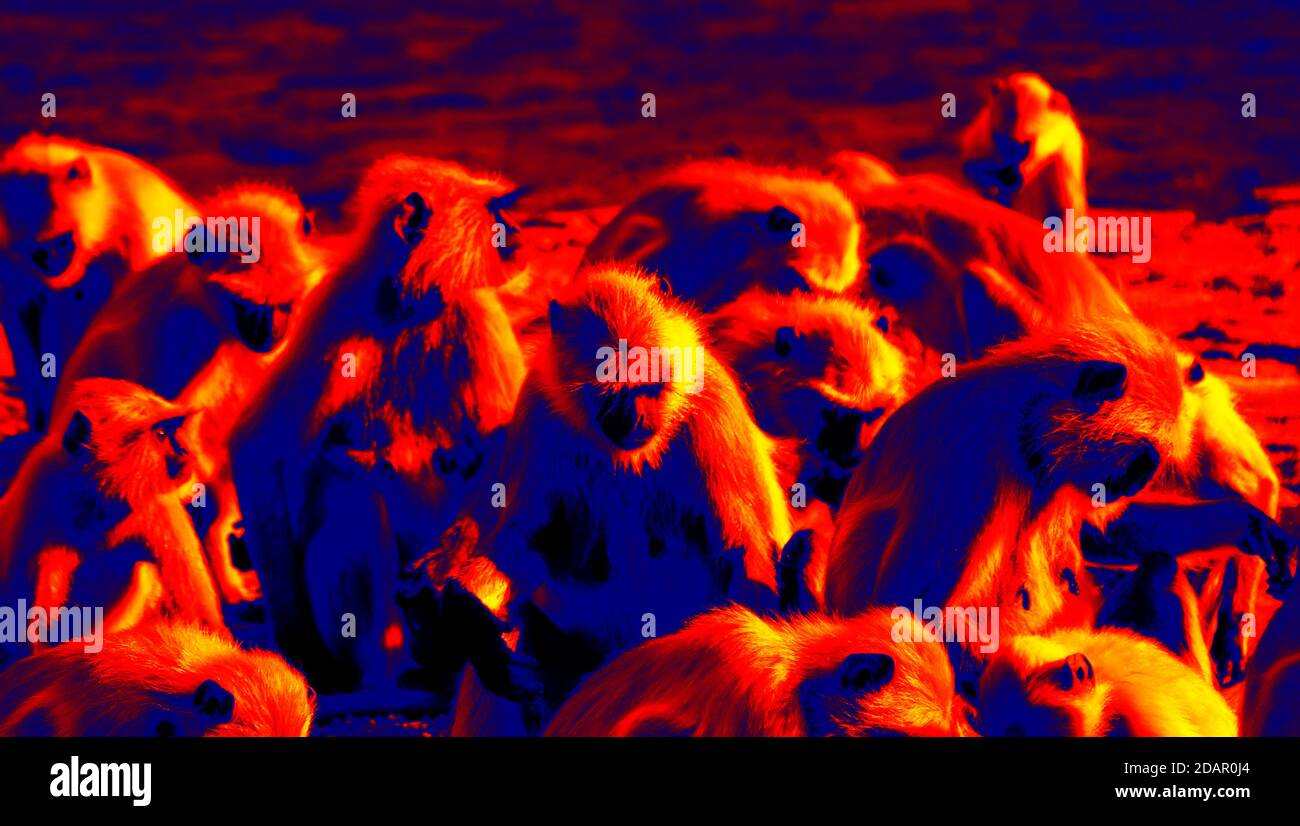 Pack of monkeys (langurs) in flight in scientific high-tech thermal ...