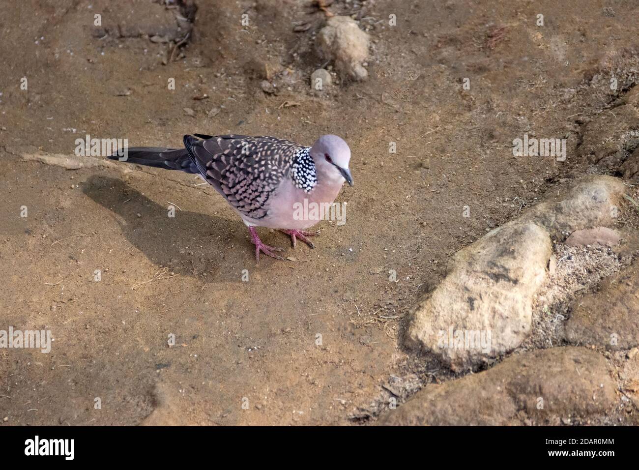 Spotted Dove (Streptopelia, Spilopelia chinensis ceylonensis). Sri ...