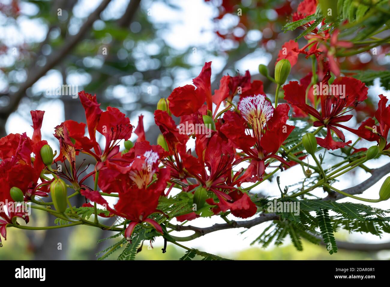 Red Flower of the tree Flamboyant of the species Delonix regia Stock ...