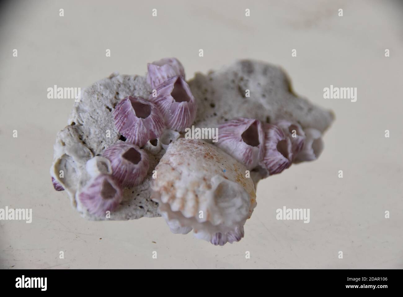 Collecting seashells along the seashore Stock Photo - Alamy
