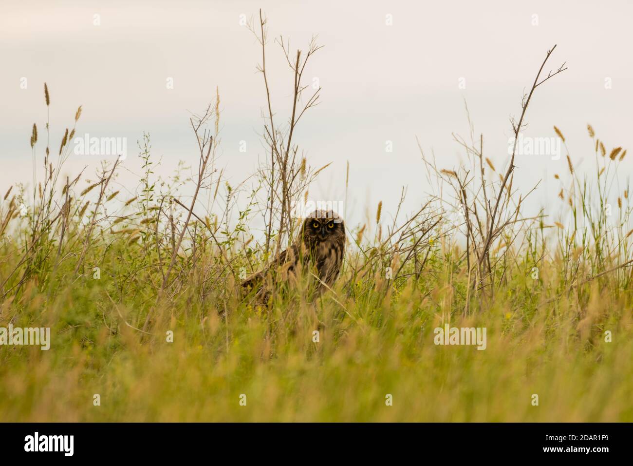 Short Eared Owl Stares with Yellow Eyes while guarding nest Stock Photo ...