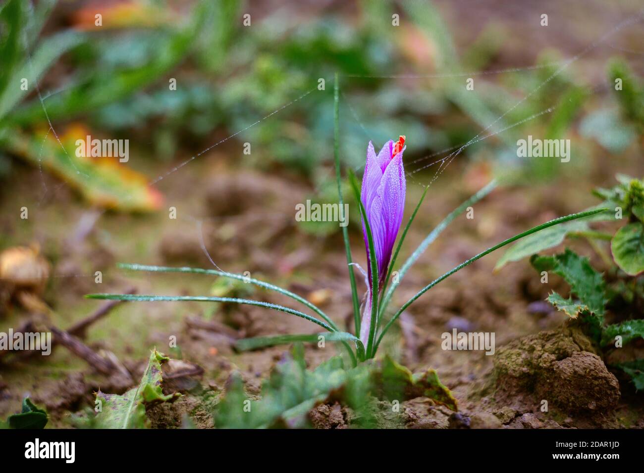 Close up of saffron flowers in a field at harvest time Stock Photo - Alamy