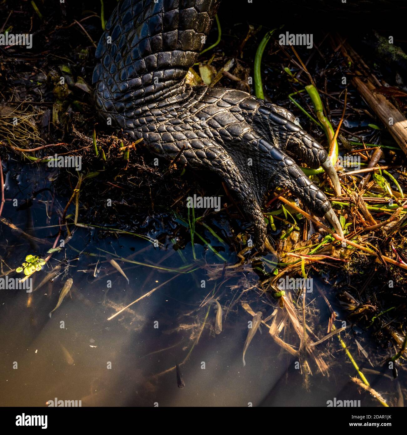 Small Fish and Alligator Foot at edge of water creek Stock Photo - Alamy