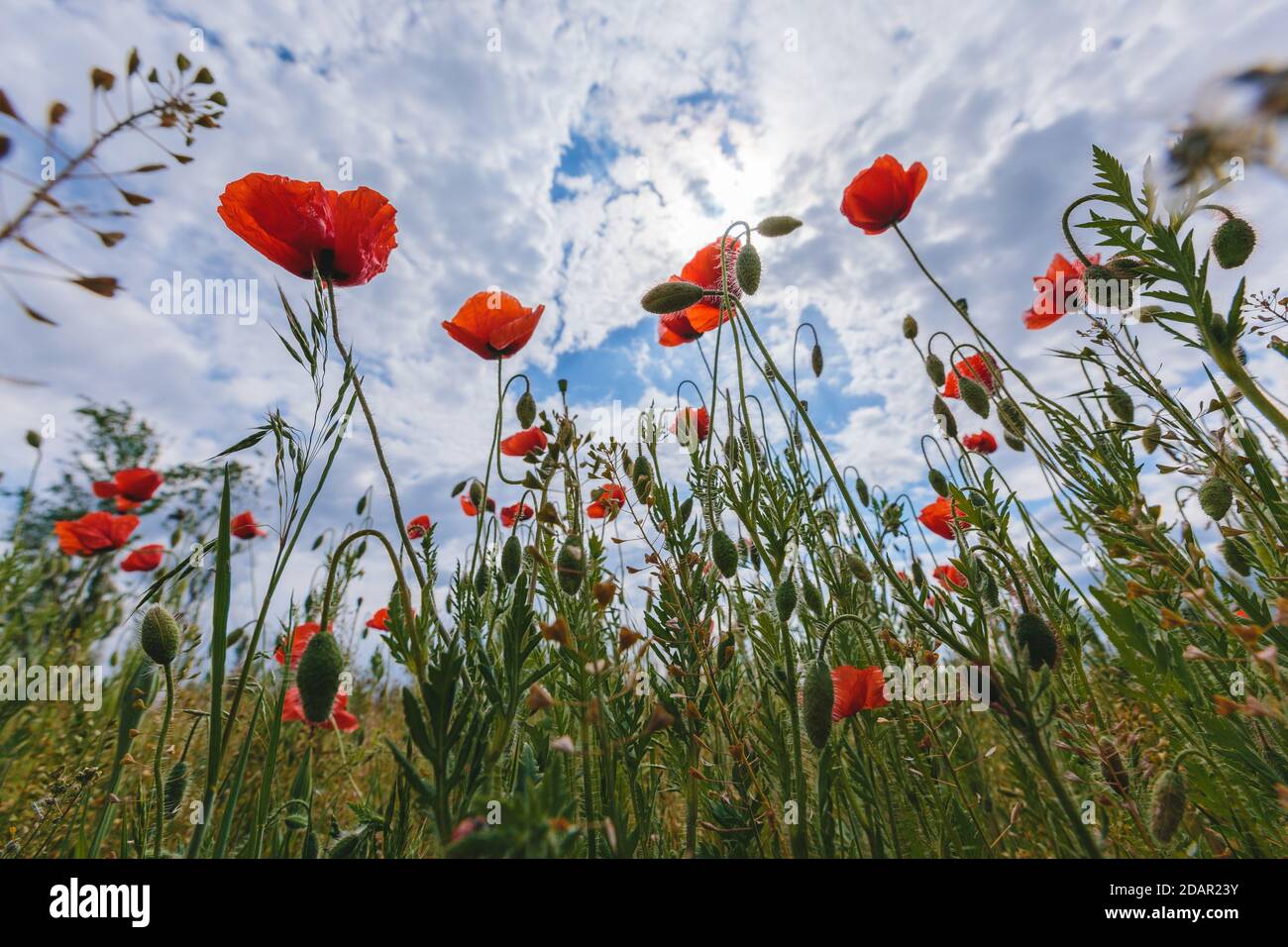 Bright spring flowers on the meadow. Poppy flowers blossoming on the ...
